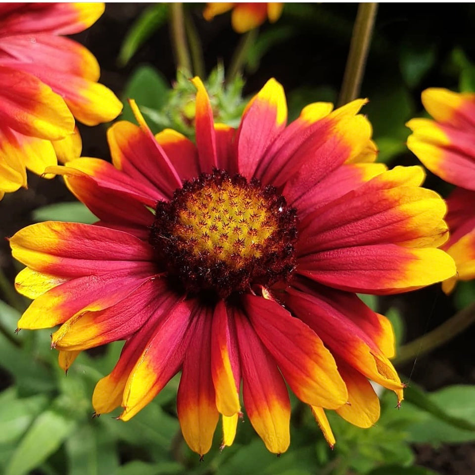 Blanket Flower Gaillardia Plug Plants Red Yellow wildlife Friendly The Ornamental Grass Company