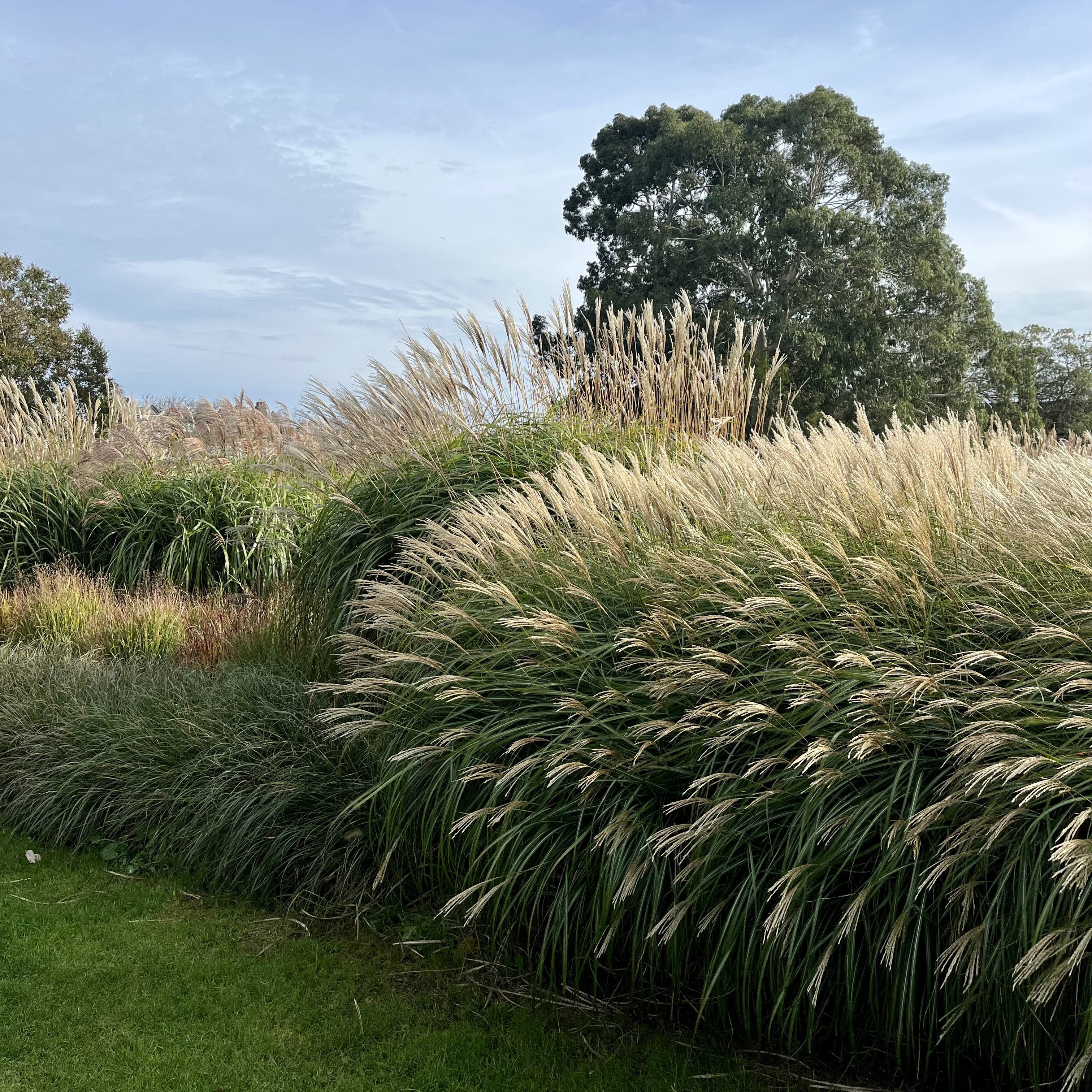 Ornamental grasses uk store
