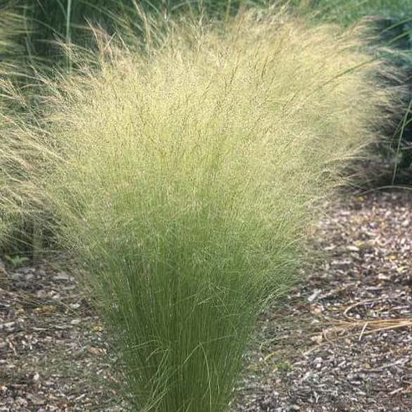 Pony Tails Stipa Tenuissima Ornamental Grass Plug Plant Mexican Feathe ...