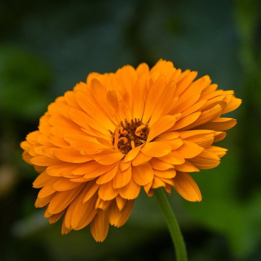 Calendula Officinalis Orange King Marigold Plug Plants in Peat Free Co ...