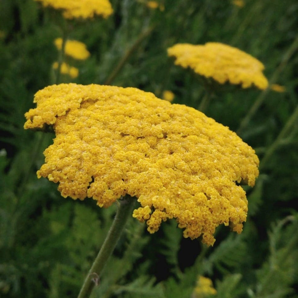 Achillea Cloth Of Gold, Yarrow, Plug Plants, Yellow, Bee and Wildlife ...