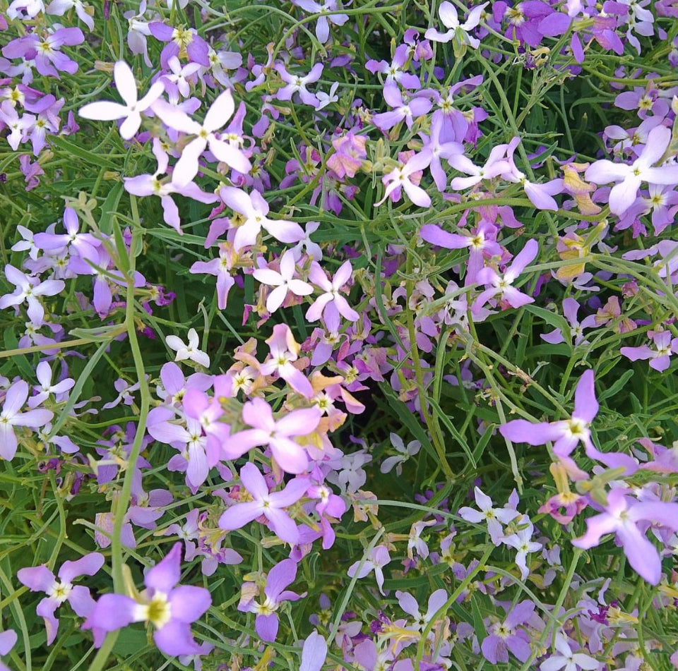 Night Scented Stock, Matthiola Bicornis, Plug Plants, Purple, Bee and ...