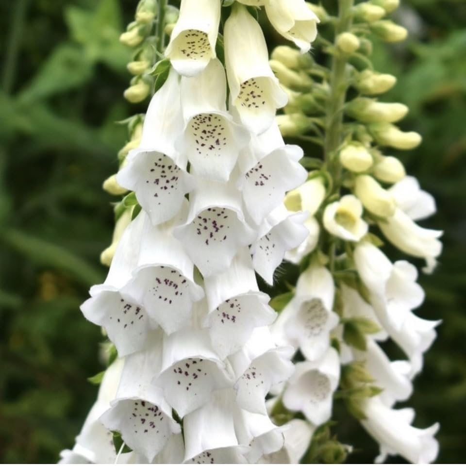 Foxglove ‘Alba’ White, Digitalis Purpurea, Plug Plants, Wildlife Frien ...